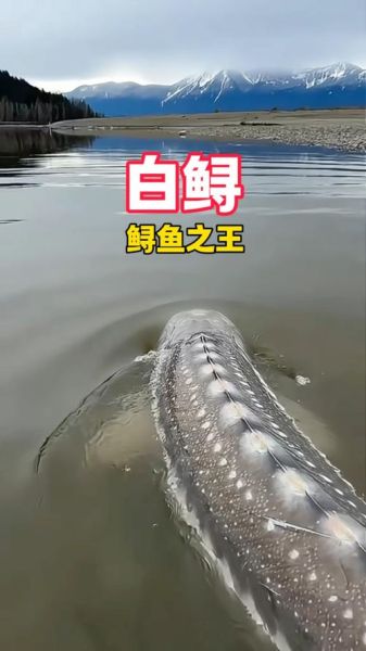 白鲟灭绝了吗_白鲟为什么灭绝-第3张图片-山城妙识