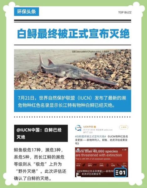 白鲟灭绝了吗_白鲟为什么灭绝-第1张图片-山城妙识