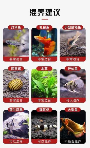 红绿灯鱼怎么养_红绿灯鱼寿命多长-第3张图片-山城妙识