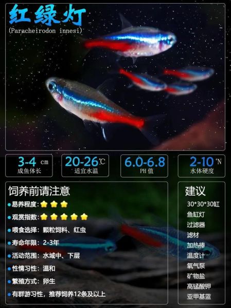 红绿灯鱼怎么养_红绿灯鱼寿命多长-第1张图片-山城妙识