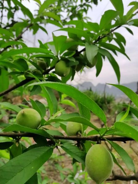 桃子树怎么种_桃子树几年结果-第1张图片-山城妙识 桃子树怎么种_桃子树几年结果-第1张图片-山城妙识