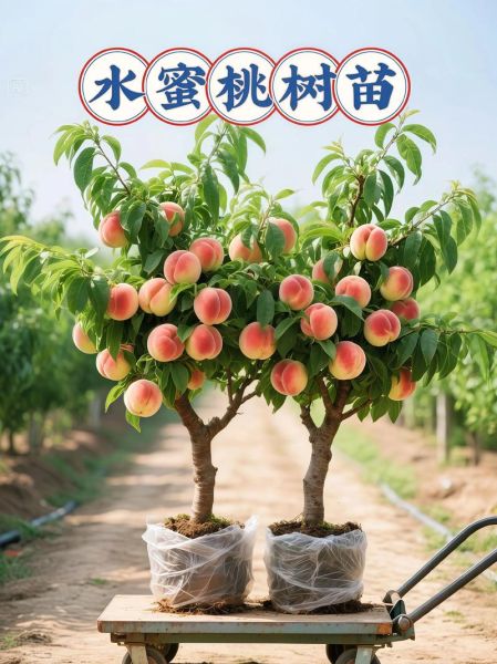 桃子树怎么种_桃子树几年结果-第3张图片-山城妙识 桃子树怎么种_桃子树几年结果-第3张图片-山城妙识