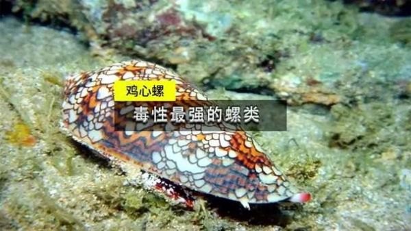 鸡心螺图片_鸡心螺毒性有多强-第3张图片-山城妙识 鸡心螺图片_鸡心螺毒性有多强-第3张图片-山城妙识