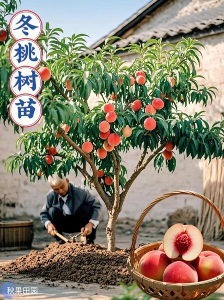 桃子树怎么种_桃子树几年结果-第2张图片-山城妙识 桃子树怎么种_桃子树几年结果-第2张图片-山城妙识