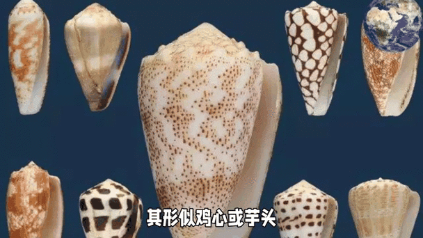 鸡心螺图片_鸡心螺毒性有多强-第2张图片-山城妙识 鸡心螺图片_鸡心螺毒性有多强-第2张图片-山城妙识