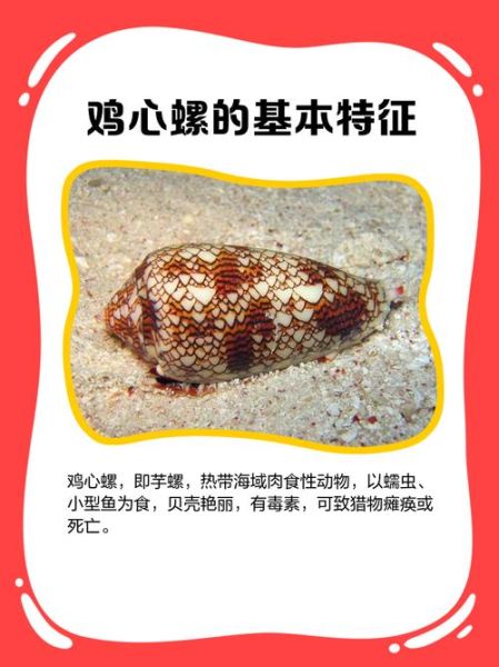 鸡心螺图片_鸡心螺毒性有多强-第1张图片-山城妙识 鸡心螺图片_鸡心螺毒性有多强-第1张图片-山城妙识