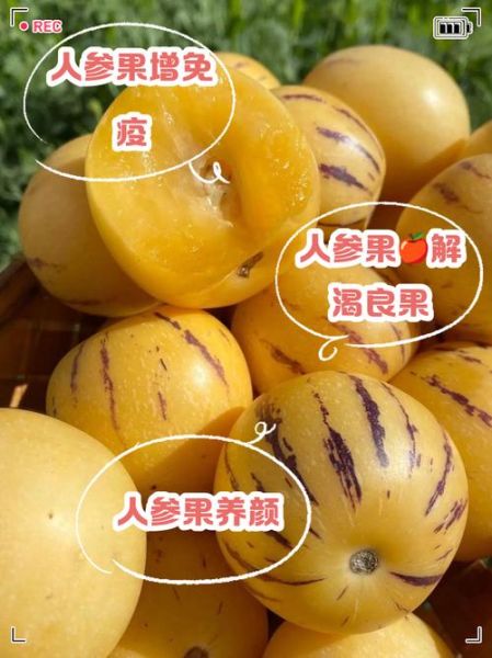 吃人参果有什么好处和坏处_人参果的副作用有哪些-第2张图片-山城妙识