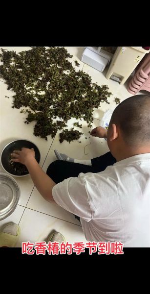 香椿怎么腌制_香椿腌制做法大全-第1张图片-山城妙识 香椿怎么腌制_香椿腌制做法大全-第1张图片-山城妙识