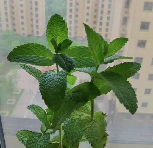 十香菜和薄荷的区别_哪个更适合做菜-第2张图片-山城妙识