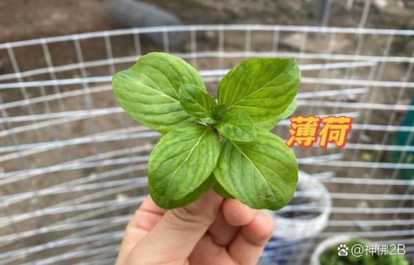 十香菜和薄荷的区别_哪个更适合做菜-第3张图片-山城妙识