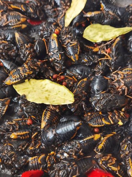 带翅膀的黑知了能吃吗_黑知了营养价值-第1张图片-山城妙识 带翅膀的黑知了能吃吗_黑知了营养价值-第1张图片-山城妙识