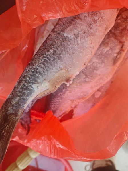 10斤大青鱼多少钱一斤_大青鱼价格行情-第1张图片-山城妙识