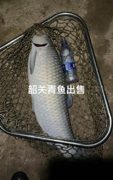 10斤大青鱼多少钱一斤_大青鱼价格行情-第2张图片-山城妙识