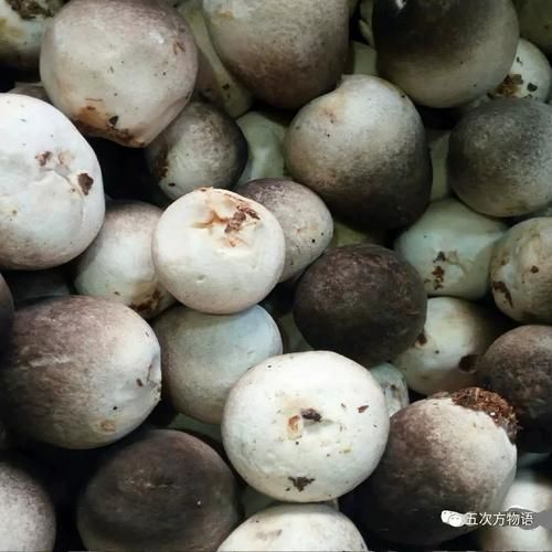 草菇不能和什么一起吃_草菇中毒症状有哪些-第3张图片-山城妙识 草菇不能和什么一起吃_草菇中毒症状有哪些-第3张图片-山城妙识