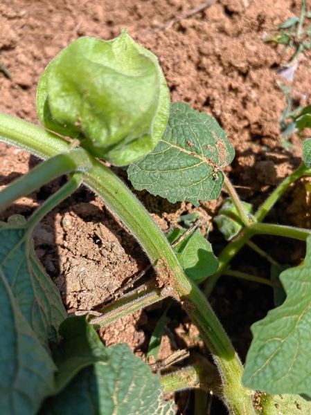 姑鸟果孕妇能吃吗_姑鸟果的功效与作用-第2张图片-山城妙识