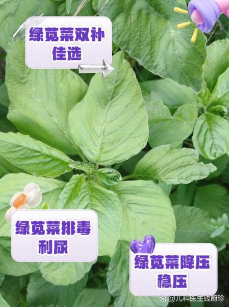 绿苋菜的功效与作用_绿苋菜的禁忌有哪些-第1张图片-山城妙识 绿苋菜的功效与作用_绿苋菜的禁忌有哪些-第1张图片-山城妙识