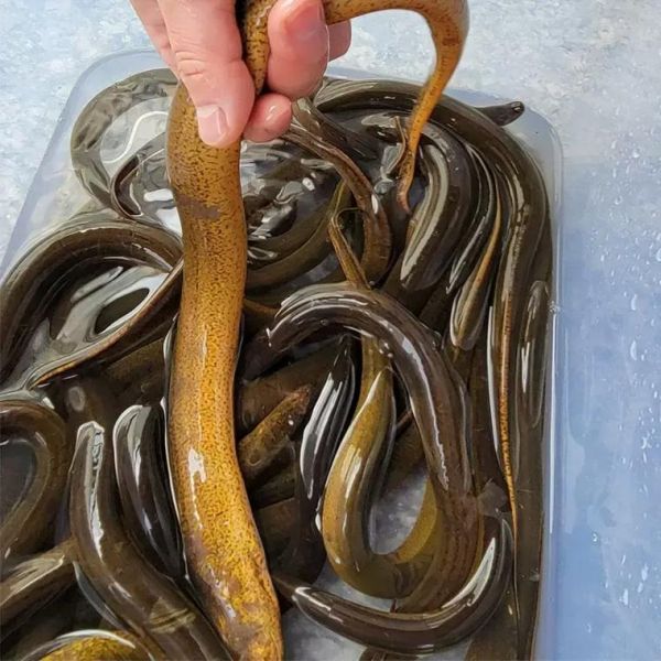 上门大量收购黄鳝_价格怎么算-第1张图片-山城妙识