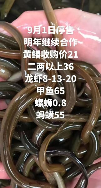 上门大量收购黄鳝_价格怎么算-第3张图片-山城妙识