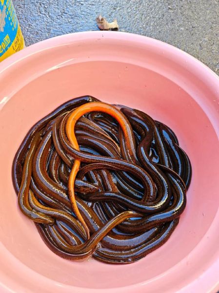 上门大量收购黄鳝_价格怎么算-第2张图片-山城妙识