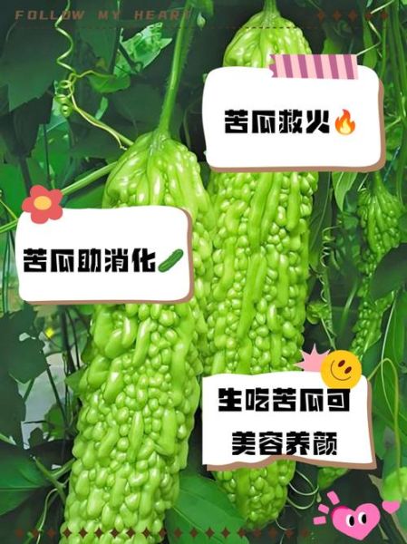 生吃苦瓜能减肥吗_生吃苦瓜的功效与禁忌-第1张图片-山城妙识 生吃苦瓜能减肥吗_生吃苦瓜的功效与禁忌-第1张图片-山城妙识