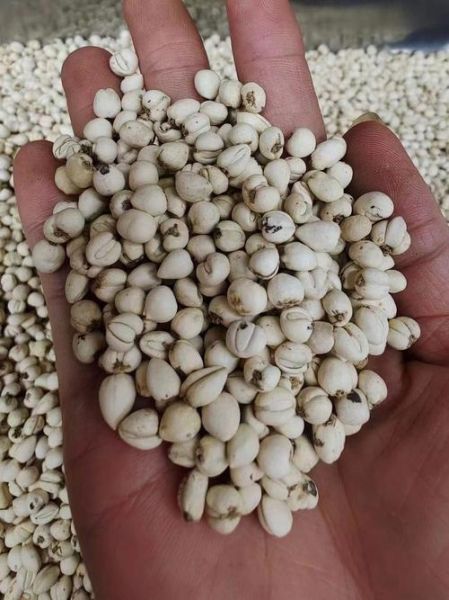 川贝母多少钱一克_川贝母价格为什么差别大-第3张图片-山城妙识 川贝母多少钱一克_川贝母价格为什么差别大-第3张图片-山城妙识