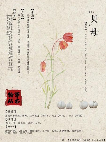 川贝母多少钱一克_川贝母价格为什么差别大-第2张图片-山城妙识 川贝母多少钱一克_川贝母价格为什么差别大-第2张图片-山城妙识