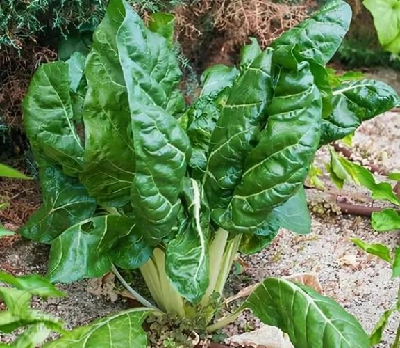 莙达菜哪些人不能吃_莙达菜禁忌人群-第1张图片-山城妙识 莙达菜哪些人不能吃_莙达菜禁忌人群-第1张图片-山城妙识