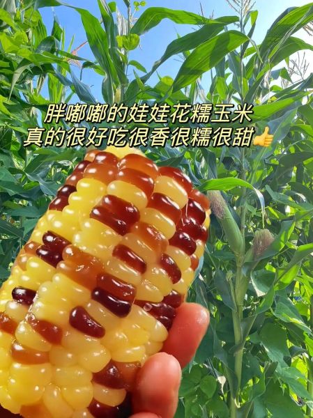 玉米花怎么做_玉米花用哪种玉米-第1张图片-山城妙识