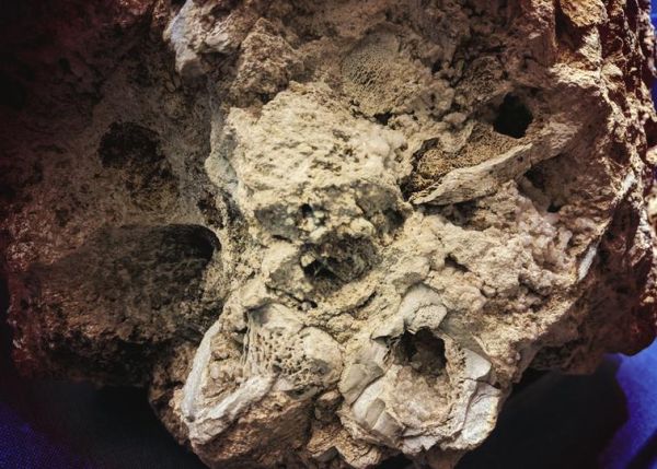 脊骨兽是什么_脊骨兽化石发现地点-第1张图片-山城妙识 脊骨兽是什么_脊骨兽化石发现地点-第1张图片-山城妙识