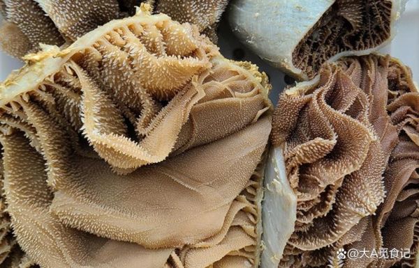 哪种牛肚最贵_为什么金钱肚价格最高-第2张图片-山城妙识 哪种牛肚最贵_为什么金钱肚价格最高-第2张图片-山城妙识