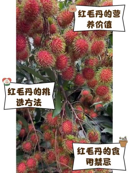 红毛丹上火还是降火_红毛丹吃了会上火吗-第1张图片-山城妙识