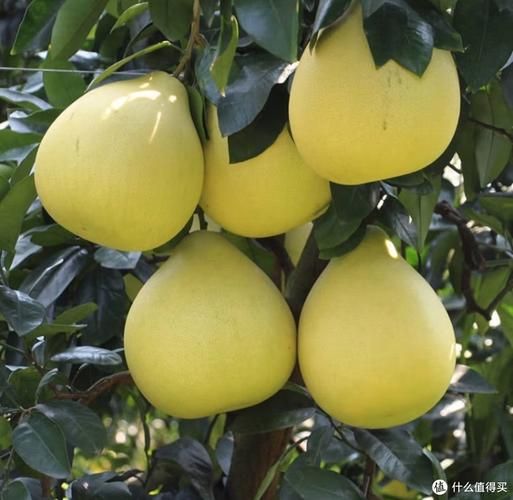 红心蜜柚哪里买最正宗_红心蜜柚怎么挑才甜-第1张图片-山城妙识