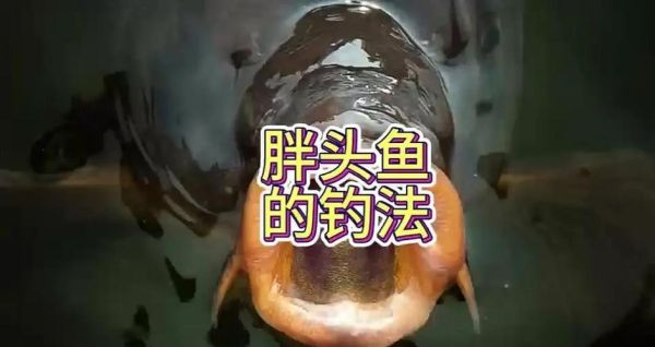 胖头鱼用什么饵料钓_胖头鱼饵料配方大全-第1张图片-山城妙识