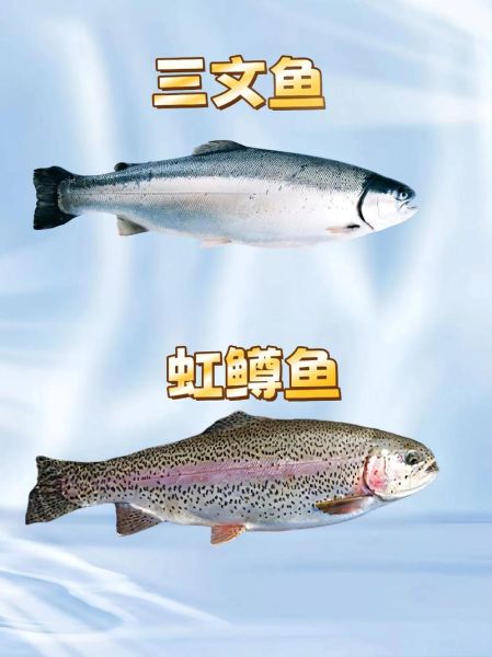 东北大马哈鱼是三文鱼吗_区别与真假辨别-第2张图片-山城妙识
