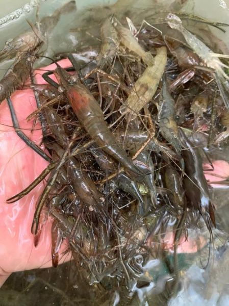 河虾图片怎么拍好看_河虾高清图片哪里下载-第2张图片-山城妙识