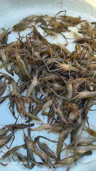 河虾图片怎么拍好看_河虾高清图片哪里下载-第3张图片-山城妙识