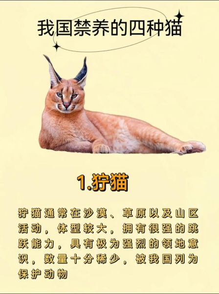 世界十大禁养名猫有哪些_为什么不能养-第2张图片-山城妙识