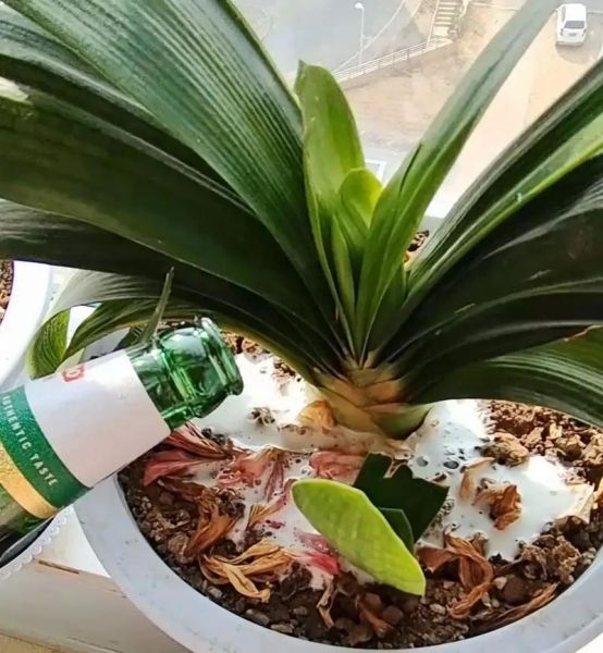 过期啤酒浇花正确方法_过期啤酒能浇哪些花-第1张图片-山城妙识