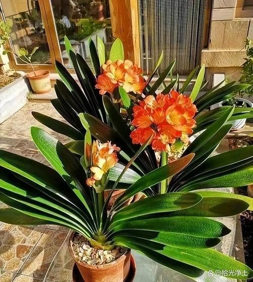 过期啤酒浇花正确方法_过期啤酒能浇哪些花-第3张图片-山城妙识