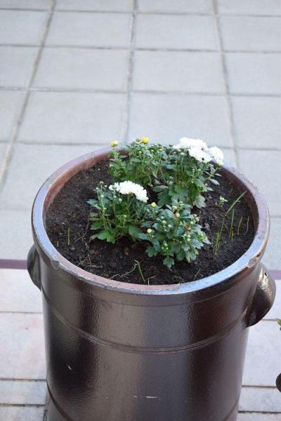 过期啤酒浇花正确方法_过期啤酒能浇哪些花-第2张图片-山城妙识