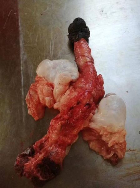 一根驴鞭正常价格_驴鞭多少钱一根-第1张图片-山城妙识