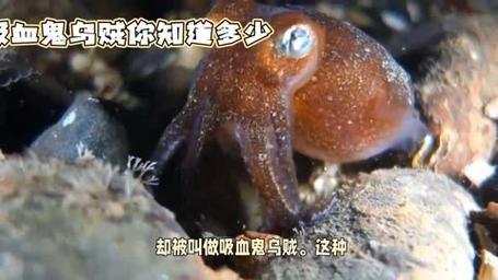 吸血乌贼吃人图片是真的吗_吸血乌贼攻击人类事件真相-第2张图片-山城妙识 吸血乌贼吃人图片是真的吗_吸血乌贼攻击人类事件真相-第2张图片-山城妙识