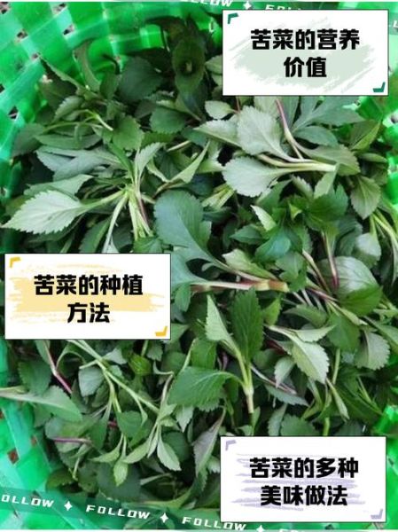 苦菜的种类有哪些图片_苦菜品种识别方法-第1张图片-山城妙识