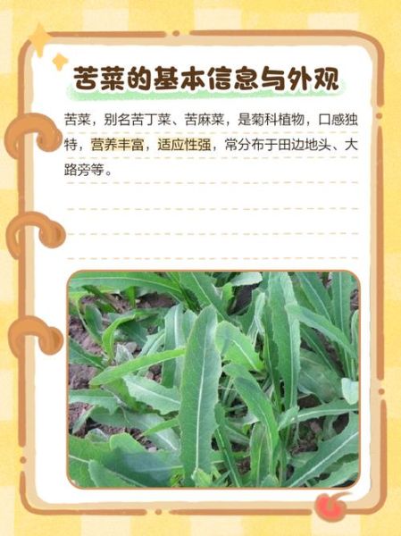 苦菜的种类有哪些图片_苦菜品种识别方法-第3张图片-山城妙识