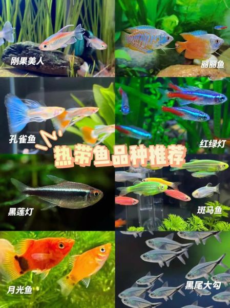 热带鱼种类图片大全_如何区分常见品种-第3张图片-山城妙识