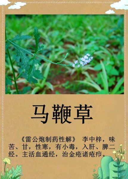 马鞭草的功效与作用_马鞭草怎么泡水喝-第1张图片-山城妙识