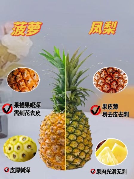 菠萝和凤梨有什么区别_哪个更好吃-第3张图片-山城妙识 菠萝和凤梨有什么区别_哪个更好吃-第3张图片-山城妙识