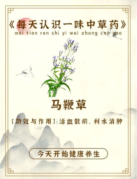 马鞭草的功效与作用_马鞭草怎么泡水喝-第2张图片-山城妙识