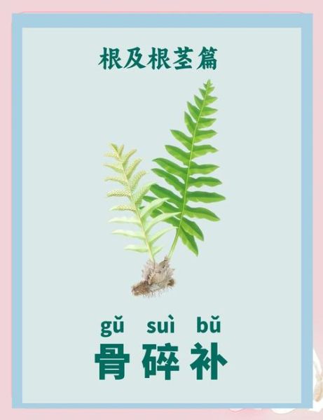 骨碎补的神奇功效有哪些_骨碎补能治什么病-第1张图片-山城妙识 骨碎补的神奇功效有哪些_骨碎补能治什么病-第1张图片-山城妙识