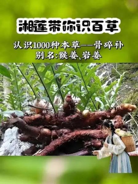 骨碎补的神奇功效有哪些_骨碎补能治什么病-第3张图片-山城妙识 骨碎补的神奇功效有哪些_骨碎补能治什么病-第3张图片-山城妙识